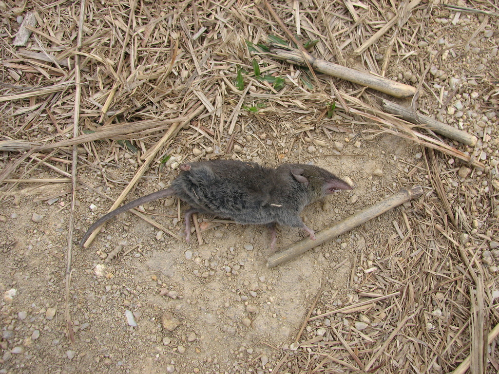 Asian Gray Shrew from Mui Wo, Hong Kong on January 15, 2008 at 10:43 AM ...