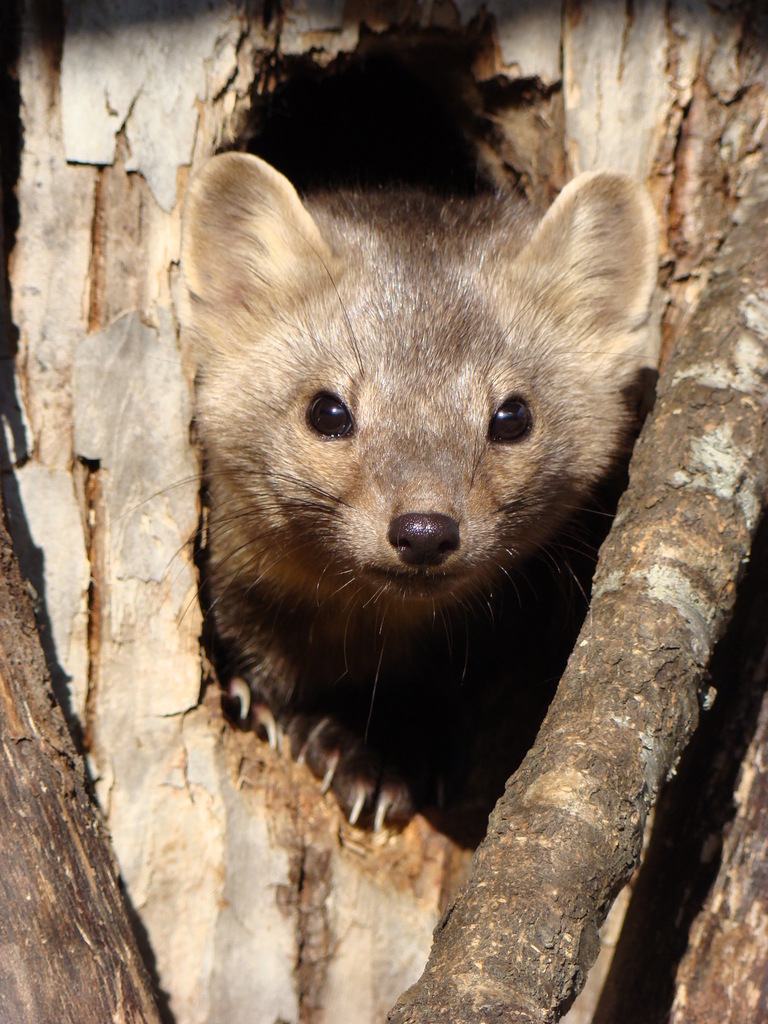 Sable from Durmin, Khabarovsk Krai, Russia, 682905 on October 5, 2009 ...