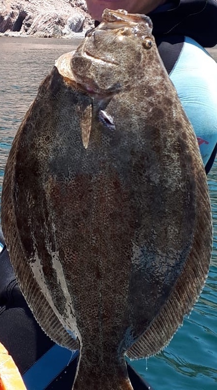 California Halibut from Océano Pacífico, , , MX on June 8, 2018 at 12: ...