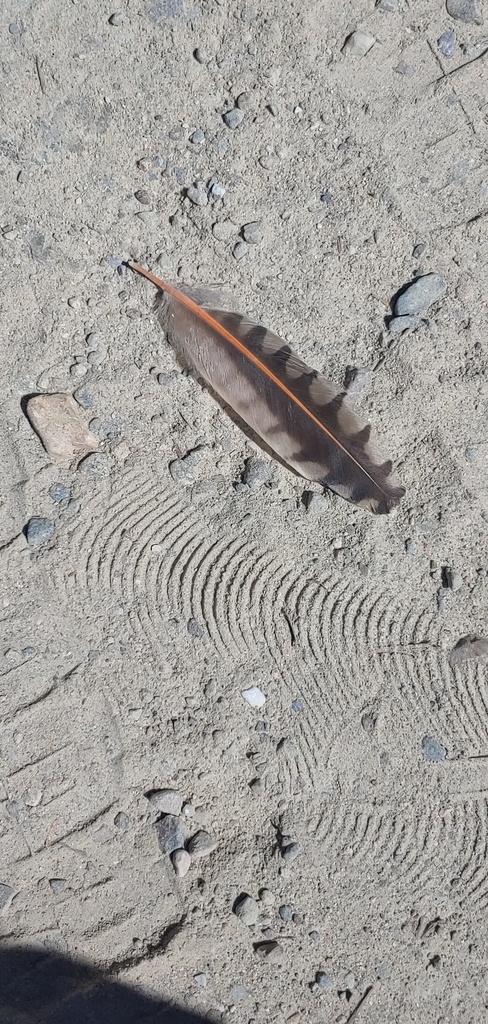 Northern Flicker from Granite County, US-MT, US on July 19, 2023 at 11: ...