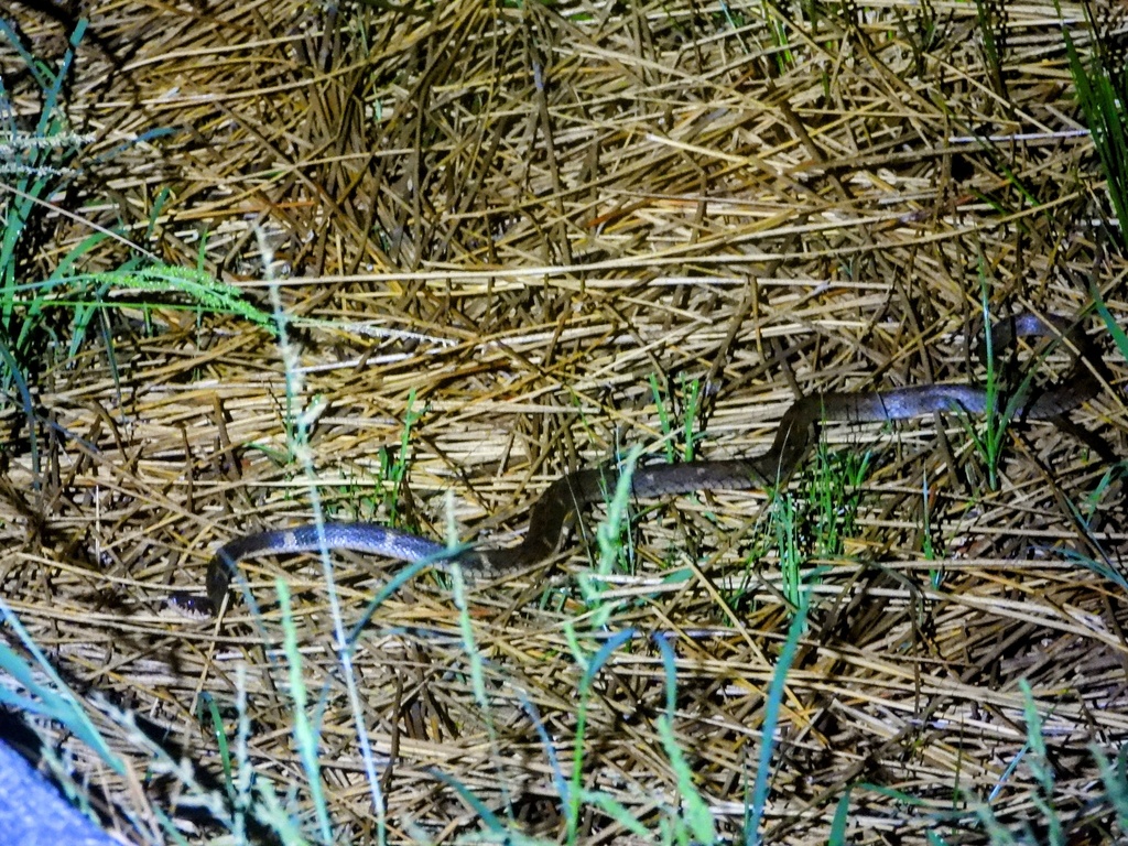 Pryer's Keelback from Okuma, Kunigami, Kunigami-Gun, Okinawa, JP on ...