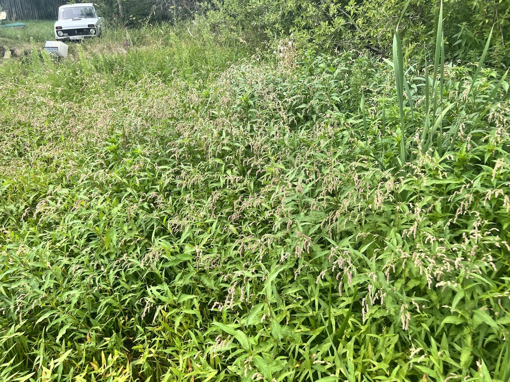 pale smartweed from Набережная улица, Городской округ Сухой Лог ...