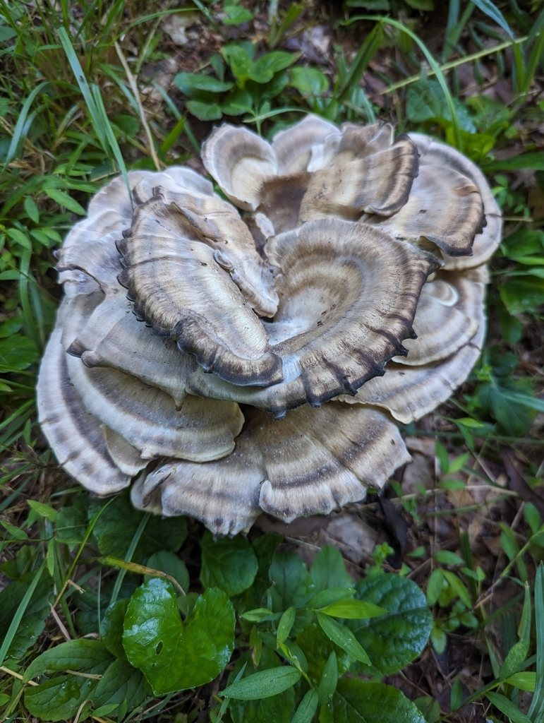 Black-staining Polypore from Orange County, US-NC, US on July 20, 2023 ...