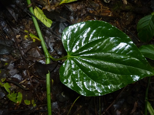 Genus Manekia · iNaturalist United Kingdom