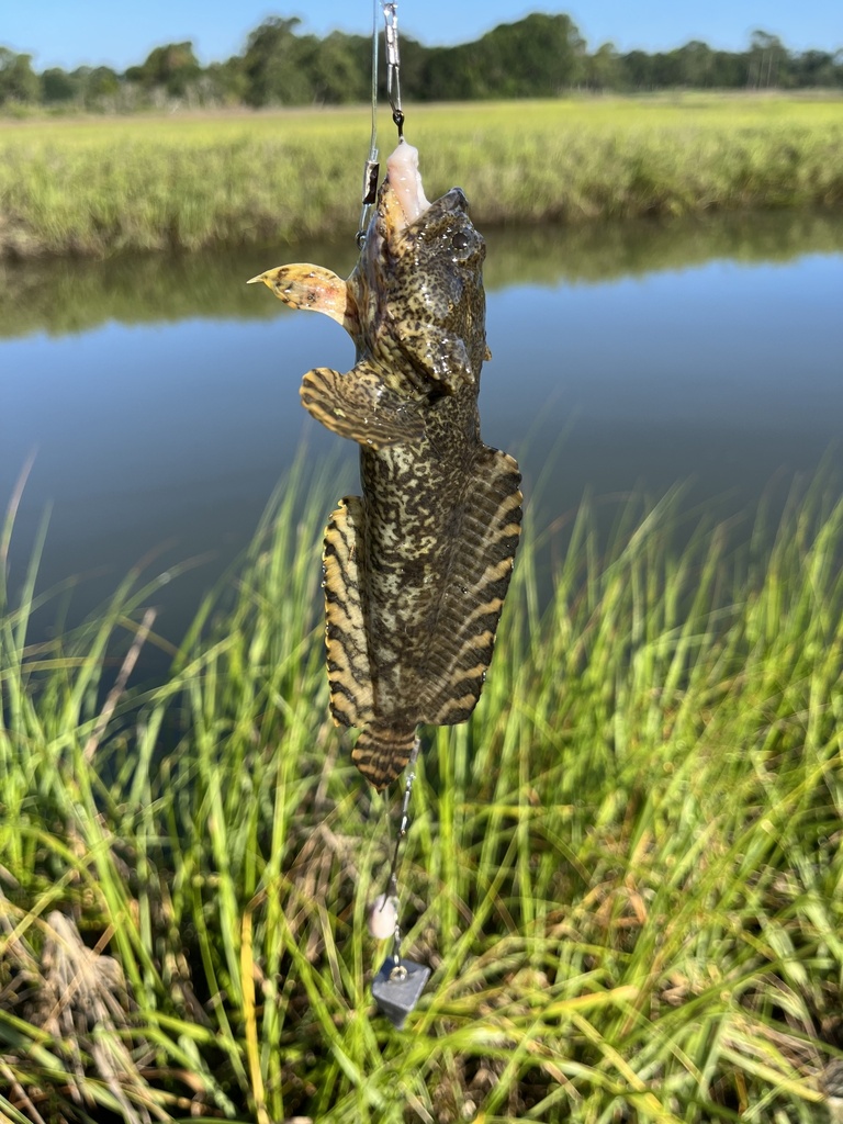 Oyster Toadfish from Buck Island Swamp, Myrtle Beach, SC, US on July 20 ...