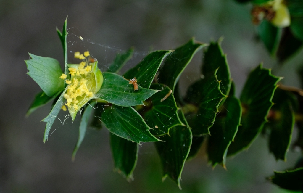 Holly Caperose from k1 on July 5, 2023 at 03:58 PM by Nick Helme ...