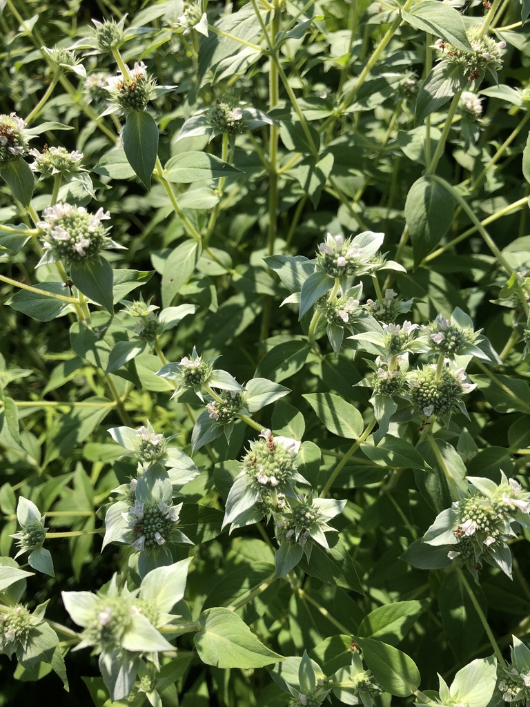 Hoary Mountainmint from Sunrise Cres, Hamilton, ON, CA on July 20, 2023 ...