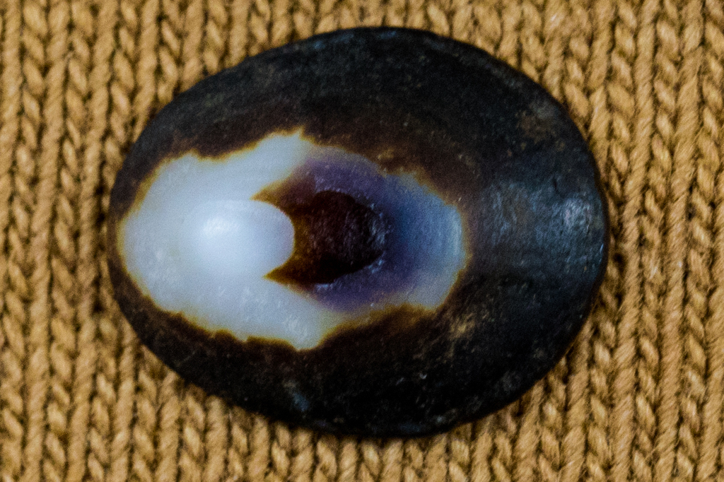 Owl Limpet (Multi-Agency Rocky Intertidal Network ) · iNaturalist