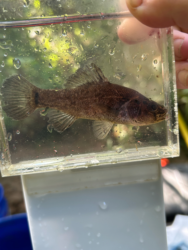 Pirate Perch from Evans on July 20, 2023 at 10:26 AM by sgtbird08 ...
