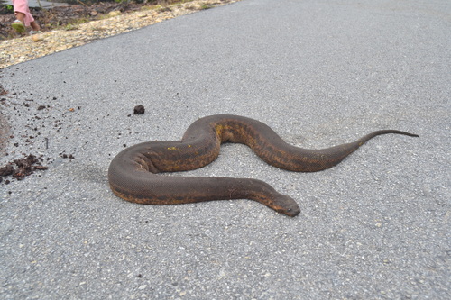 Aquatic File Snakes (Acrochordidae) - Snakes and Lizards