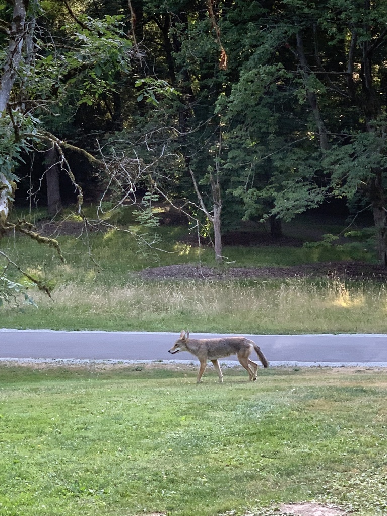 Coyote from Washington Park Arboretum, Seattle, WA, US on July 19, 2023 ...