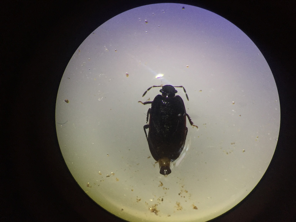 Stink Bugs, Shield Bugs, and Allies from Madrid, Spain on July 20, 2023 ...