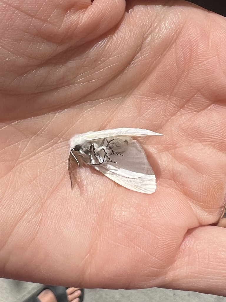 White Satin Moth from Uinta-Wasatch-Cache National Forest, Eden, UT, US ...