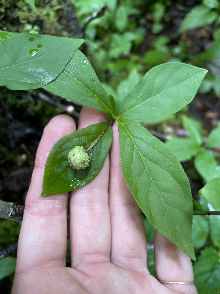 Running Strawberry-bush in July 2023 by Melanie Flood · iNaturalist