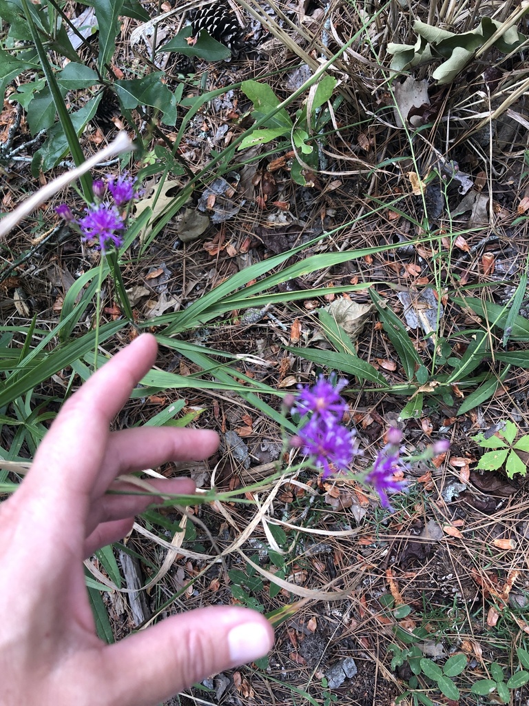 Texas ironweed from Sam Houston National Forest, Huntsville, TX, US on ...