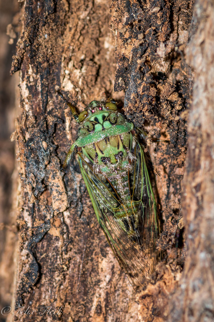 Carineta (Biota de Itaca (RNSC), Gachantivá, Boyacá) · NaturaLista Colombia