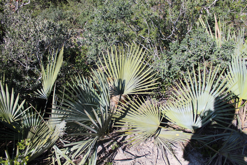 Brahea decumbens from Armadillo de los Infante, S.L.P., México on ...