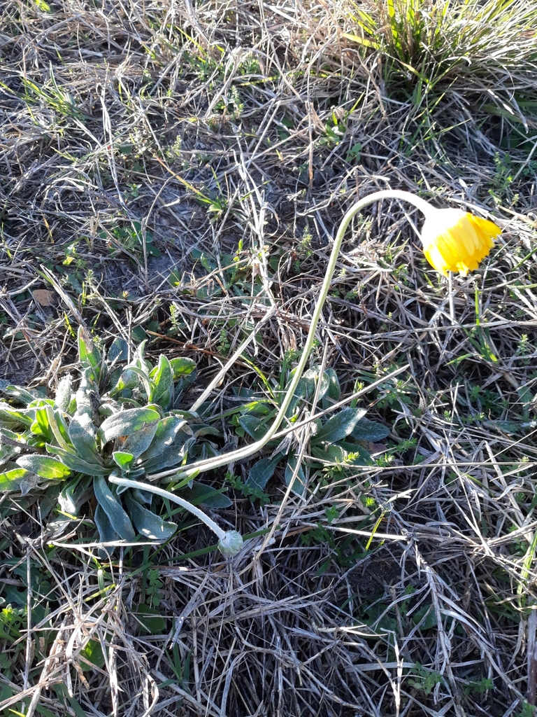 Turner's Four-nerved Daisy in January 2019 by Shaun M. McCoshum. Yellow ...