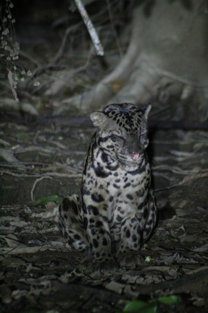 Bornean Clouded Leopard in July 2023 by jstivelman · iNaturalist