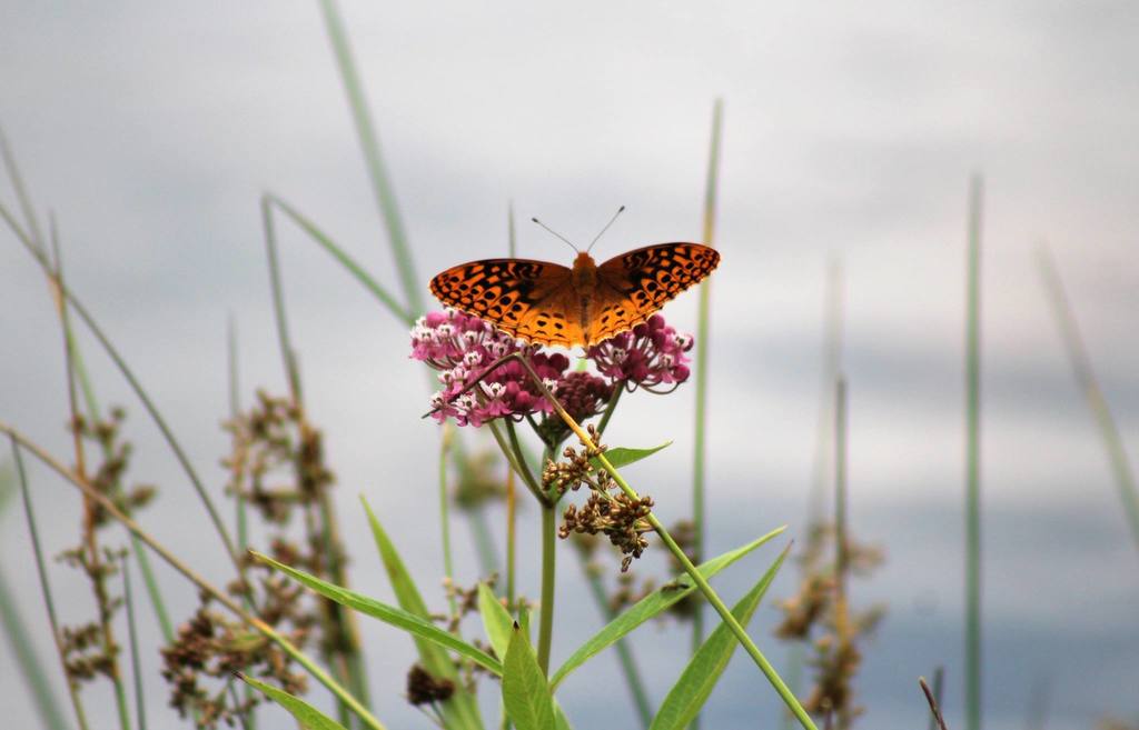 Great Spangled Fritillary from Somerset County, PA, USA on July 16 ...