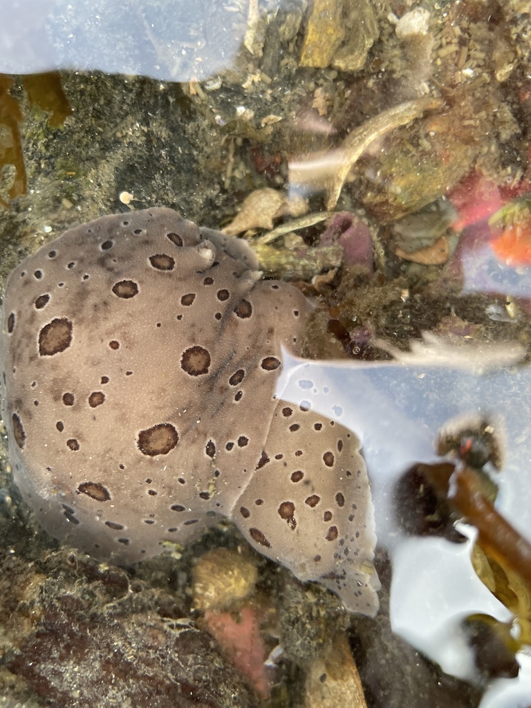 Northern Leopard Dorid from Melville Arm, Skeena-Queen Charlotte, BC ...