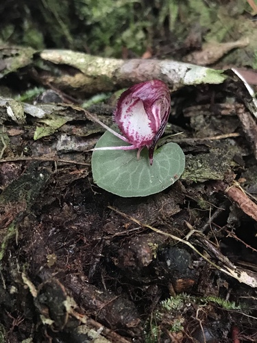 Corybas sinii · iNaturalist Mexico