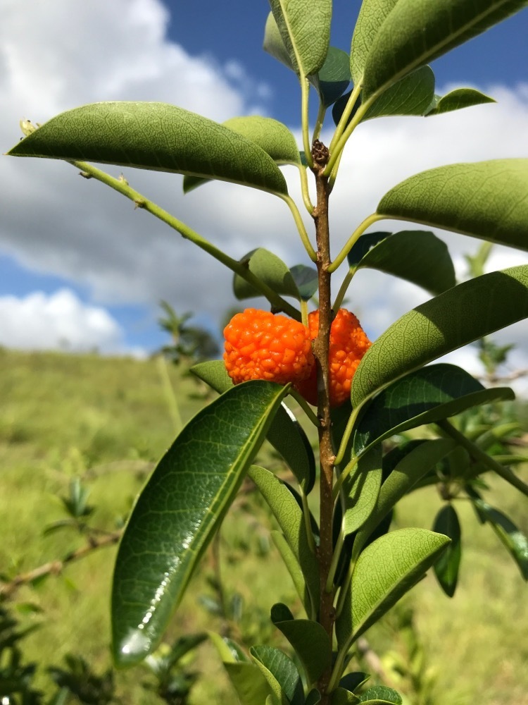 Cockspur Thorn in January 2019 by QuestaGame. Sighting and photos (c ...