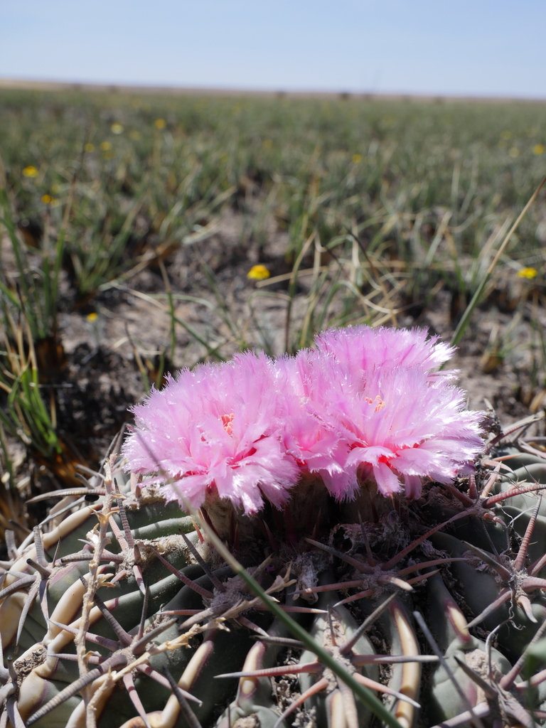 Horse Crippler Cactus from 1531 Co Rd 1248, Muleshoe, TX 79347 on April ...