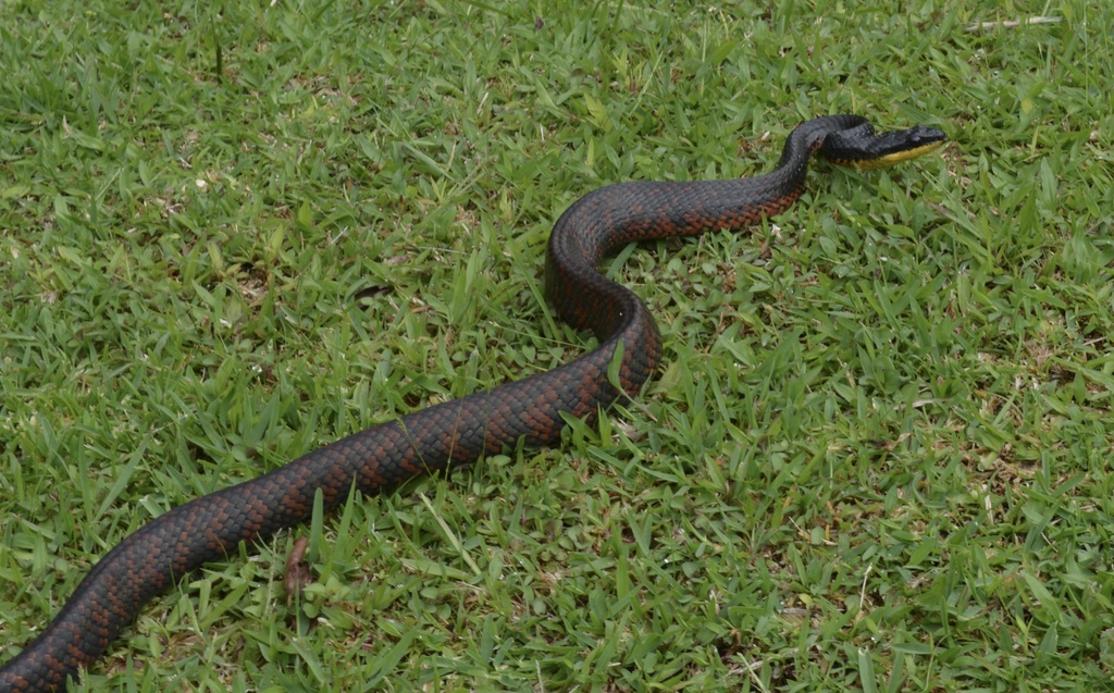 Puffing Snake from Arenal Volcano National Park, San Carlos, Alajuela ...