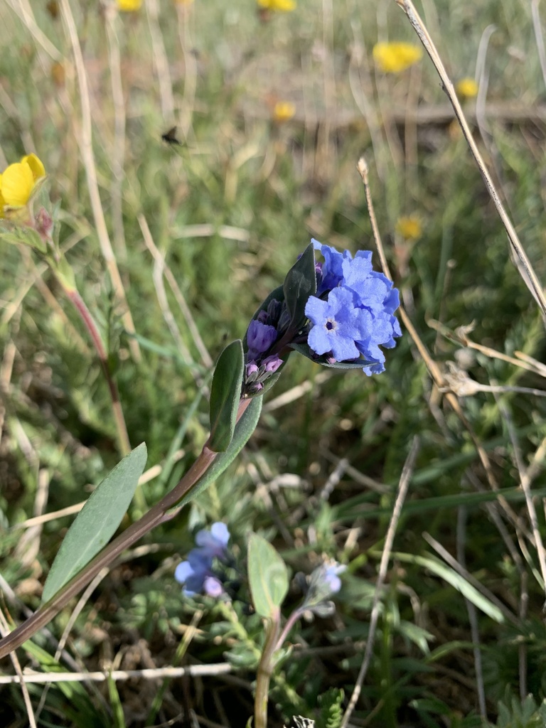 Alpine Bluebells from Pike and San Isabel National Forests, Woodland ...