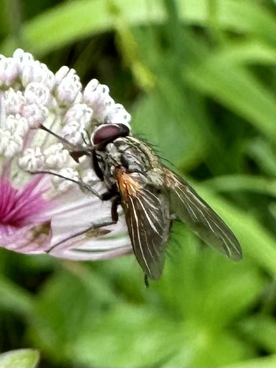 Phaonia from Tatra National Park, Zakopane, Lesser Poland, PL on July ...