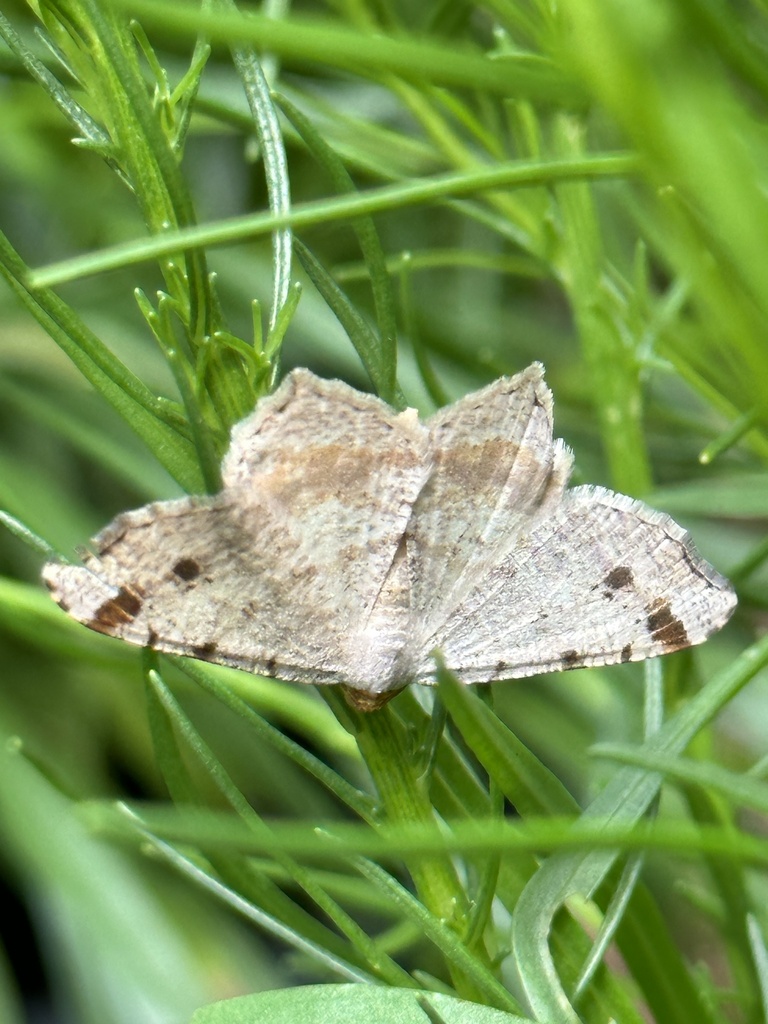 Red-headed Inchworm Moth from Long Island, Lake Grove, NY, US on July ...