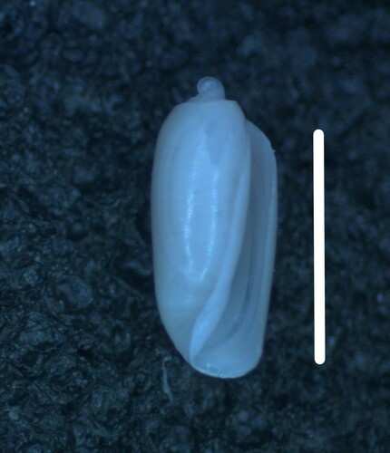 Acteocina inconspicua · iNaturalist