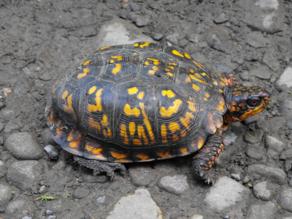Eastern Box Turtle in June 2010 by Anthony Brais. Probably a captive ...