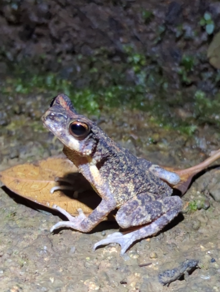 Kelaart's Dwarf Toad in July 2023 by Adam Aslam · iNaturalist United ...