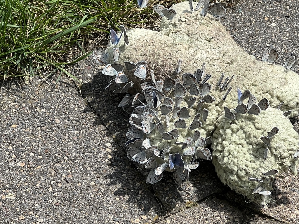 Karner Blue in July 2023 by bevstelljes · iNaturalist