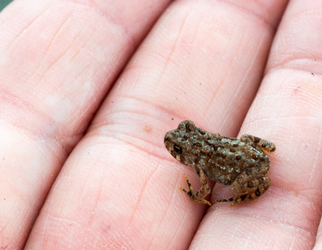 American Toad from Val-d'Or, QC, Canada on July 20, 2023 at 03:18 PM by ...