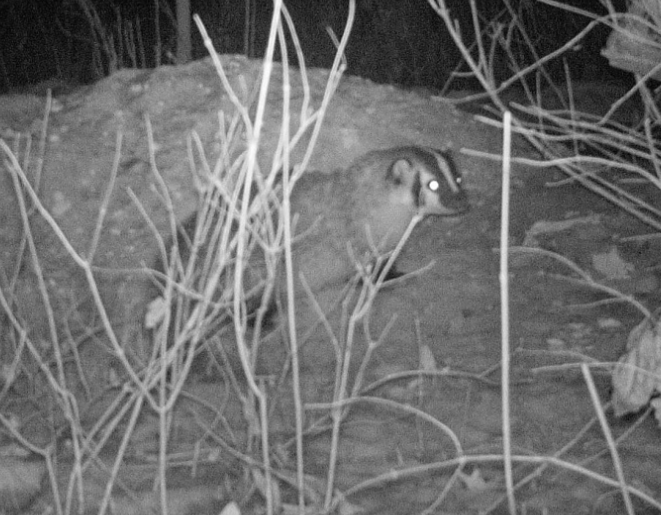American Badger from Rockford, IL, USA on January 6, 2013 at 02:48 AM ...