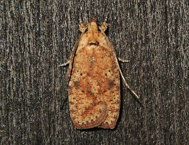 Thelma's Agonopterix Moth in July 2023 by privatenoaccess · iNaturalist