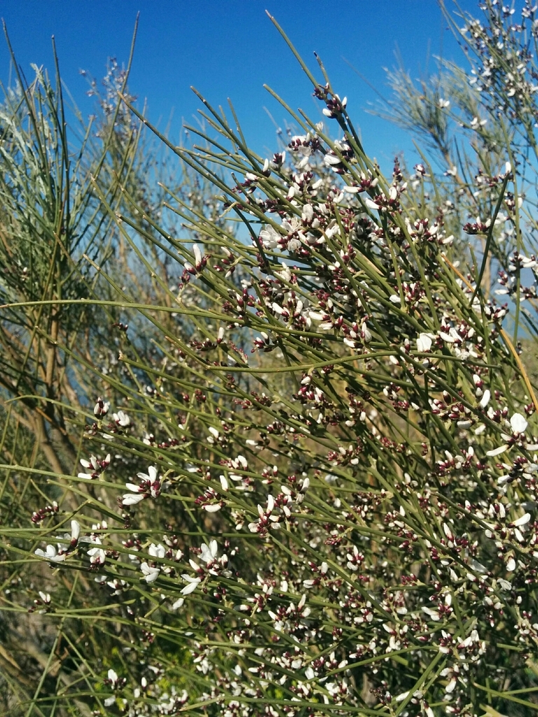 (Retama) - Botanical Realm