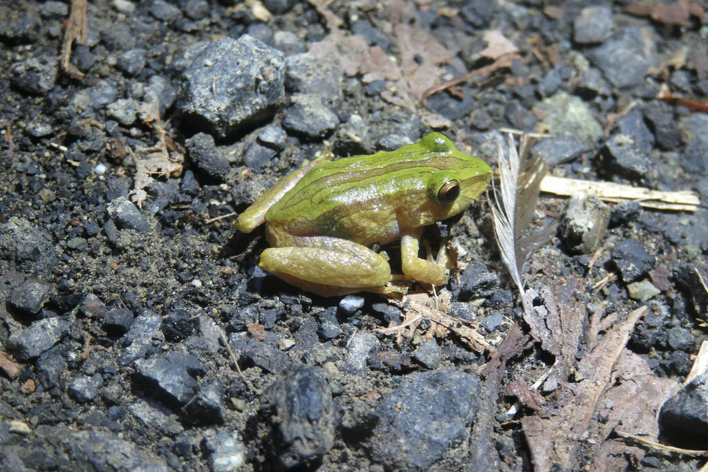 Colombian Robber Frog from Unnamed Road, Mistrató, Mistrato, Risaralda ...