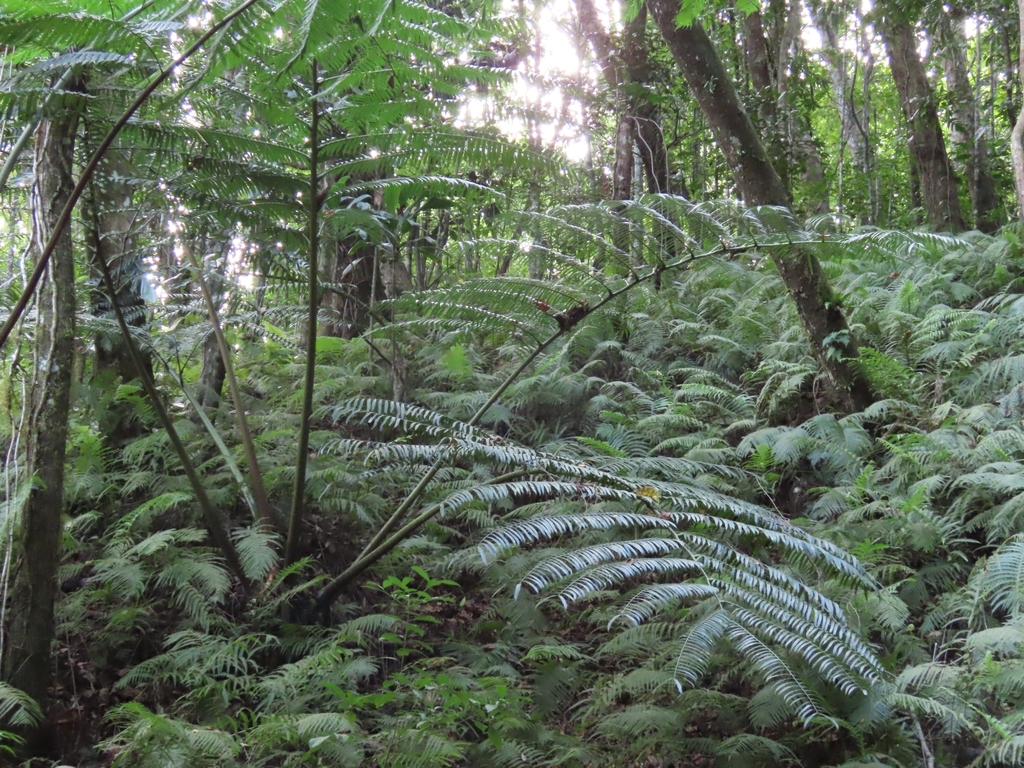 king fern from 'Eua Prope, Tonga on July 19, 2023 at 02:59 PM by ...