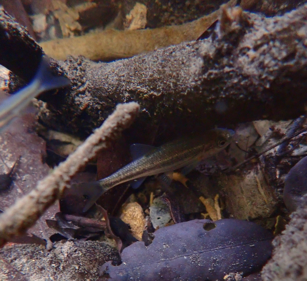 Epiros Riffle Dace from Nymfes Waterfall on July 20, 2023 at 09:55 AM ...