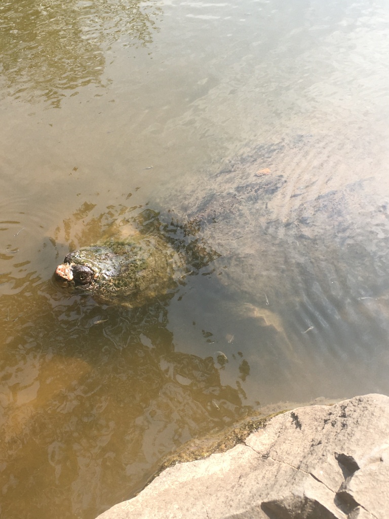 Common Snapping Turtle from Clove Lakes Park, New York, NY, US on July ...