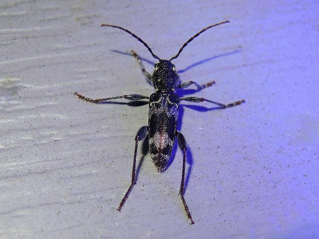 Rustic Borer in July 2023 by privatenoaccess · iNaturalist