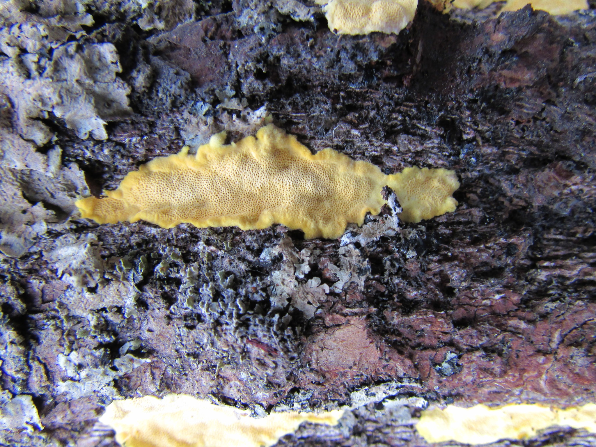 Perenniporia tenuis (Schwein.) Ryvarden
