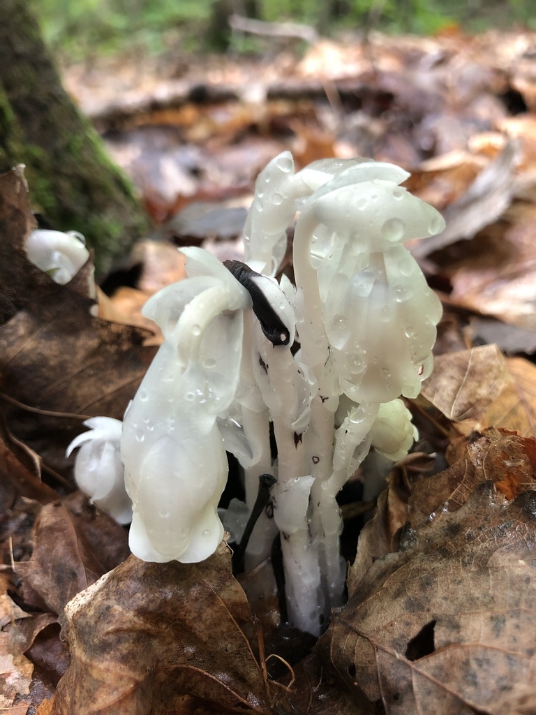 Ghost Pipe from Pellston, MI, US on July 20, 2023 at 04:38 PM by Justin ...