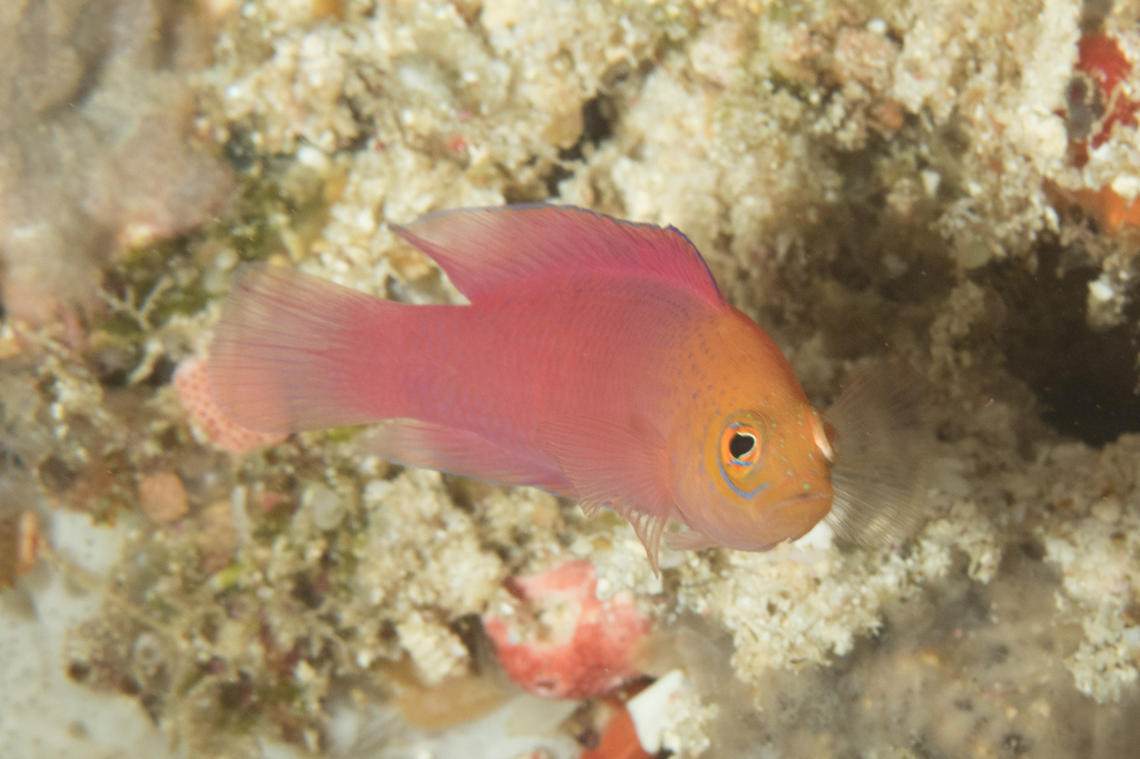 Checkered Dottyback (Cypho zaps) - Marine Life Identification