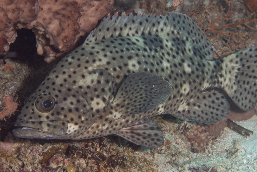Coral Grouper (Queensland titles 2024) · iNaturalist