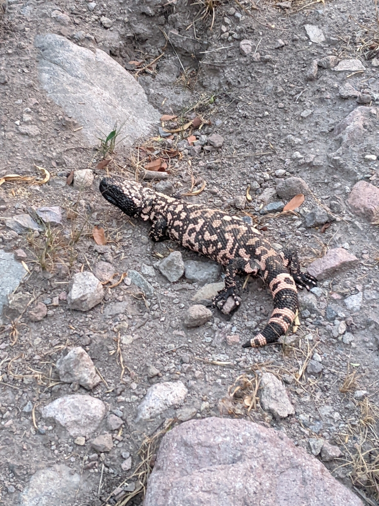 Gila Monster in July 2023 by Candace Fallon · iNaturalist